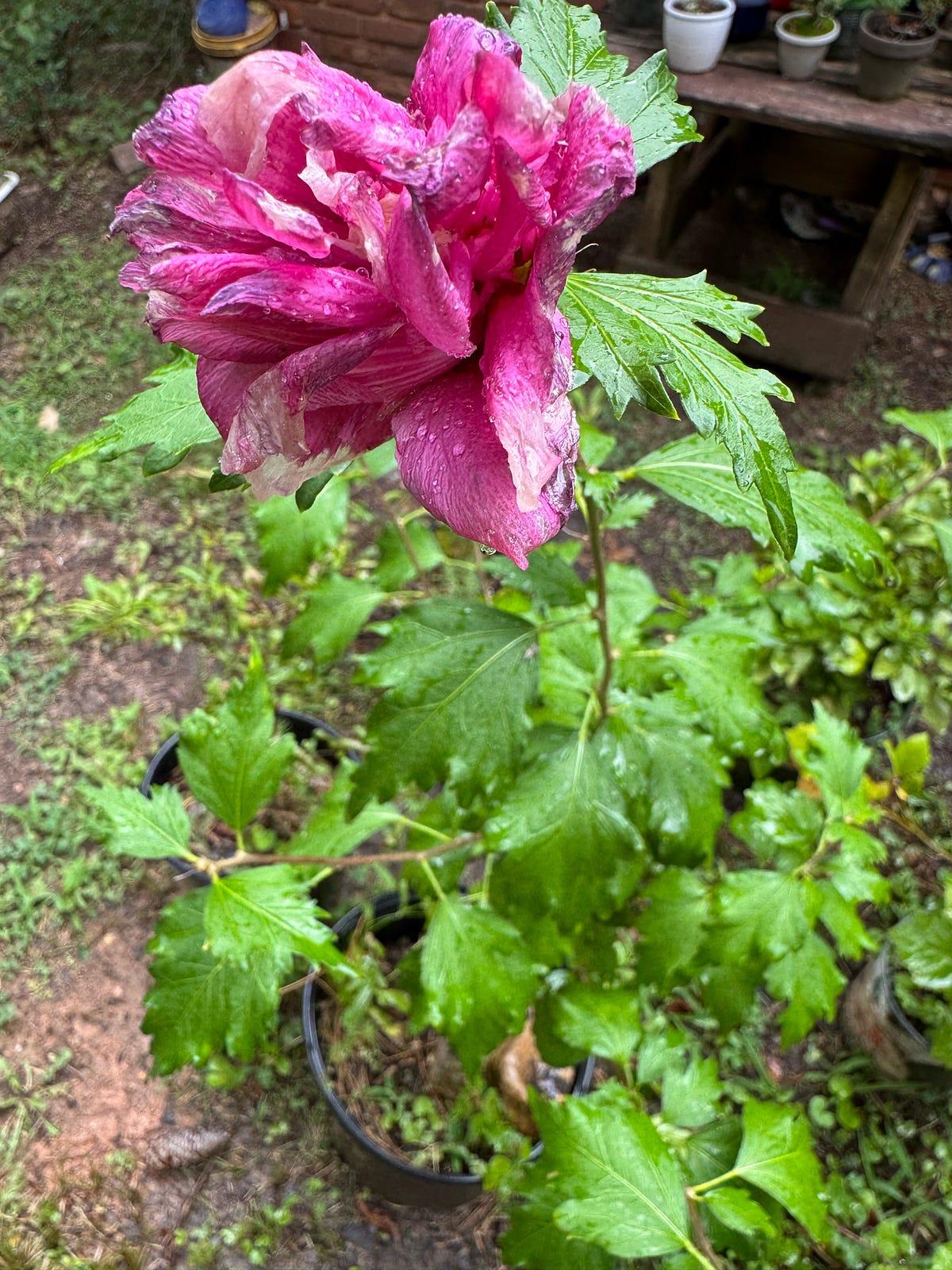 Something Was Always Growing. Redefining what it means to move… | by Kelsey Hirsch | Picture ...