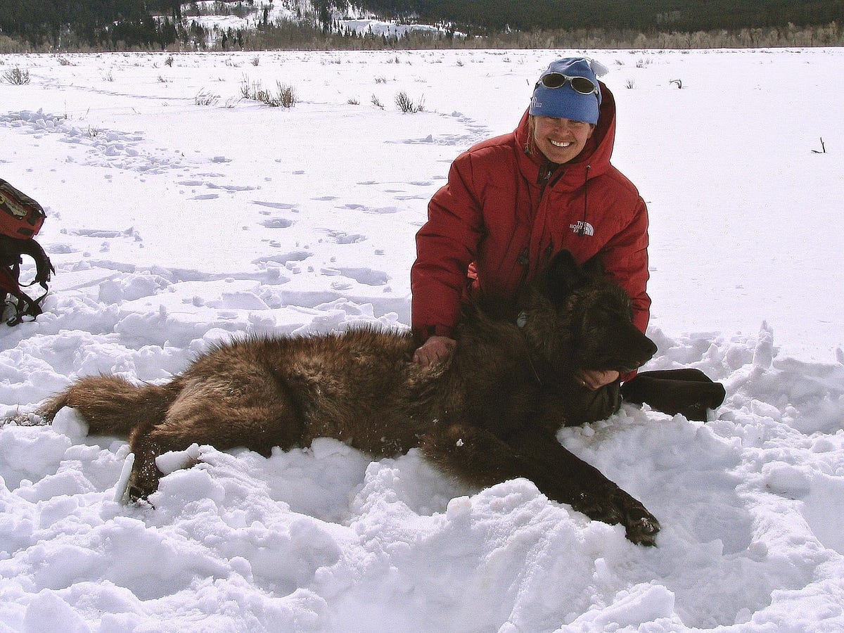FWS Scholar: Susannah Woodruff on Wolves | by USFWS Library | USFWS Library | Medium