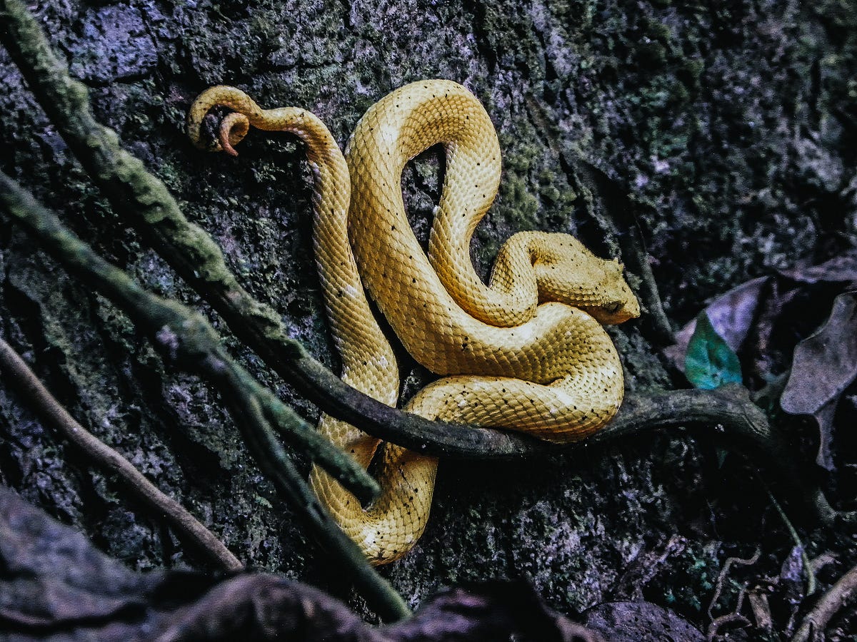 Meet Your Animal Guide. Animal guides are the simple, powerful… | by ...