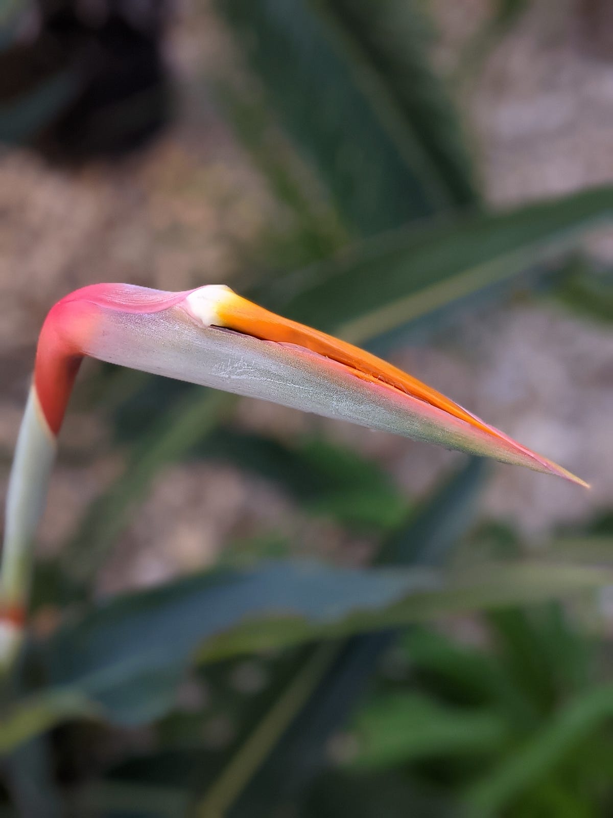 Anatomy of a bird. Of paradise.. All these years in Los Angeles, and I ...