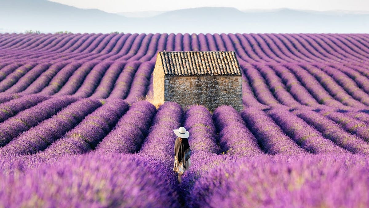 My bucket list. Visit the lavender field of the… | by Huong | Medium