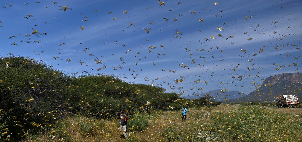 Locust Swarms in Africa: What You Need to Know | by USAID Saves Lives ...