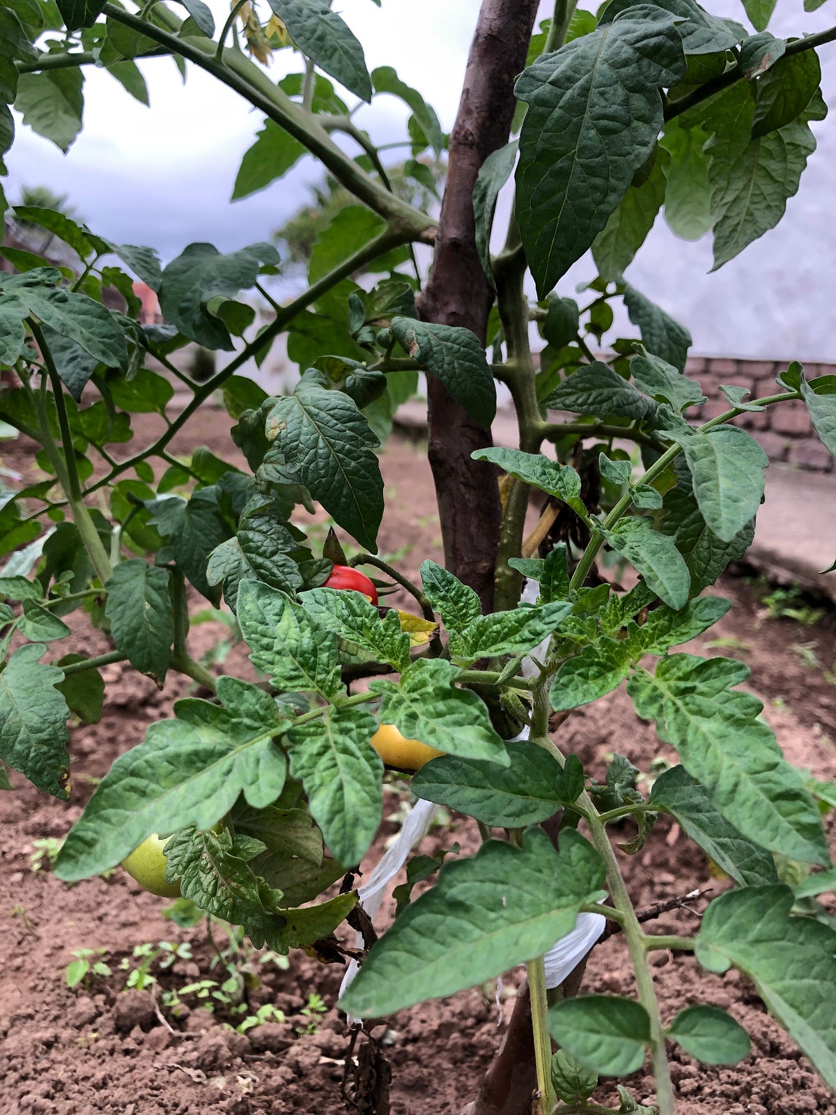 Bra Mike’s Tomatoes: A story about friendship, collaboration and ...