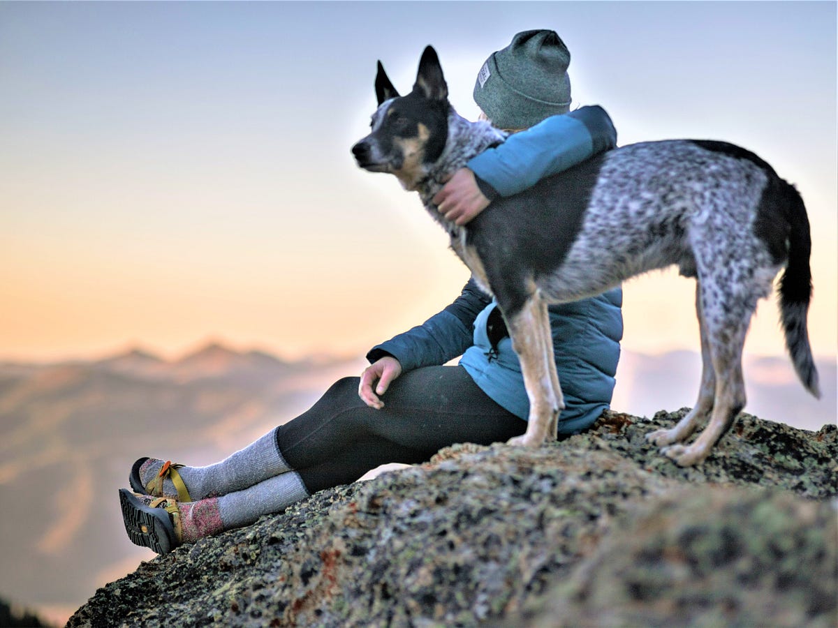 Death Is a Completion, Even for Proteo the Rescue Dog | by Napoleon ...