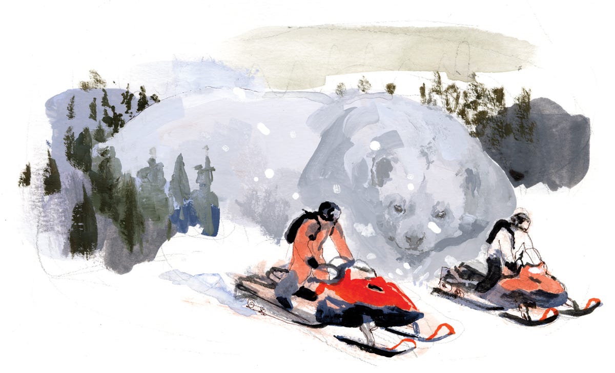 What’s threatening the elusive wolverine? | by High Country News | High ...