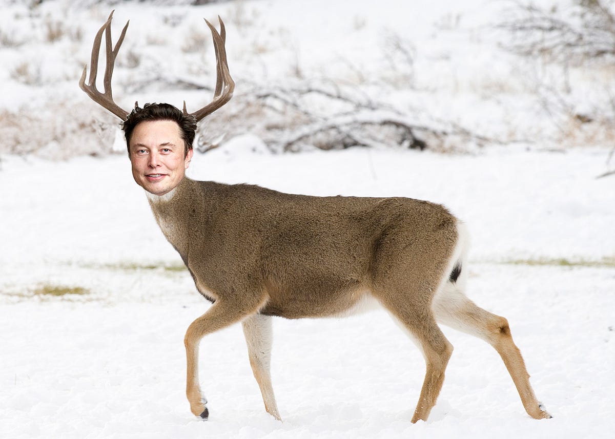 New Dictionary Entries for the Word “Musk” | by Jonathan Weisberg | The ...