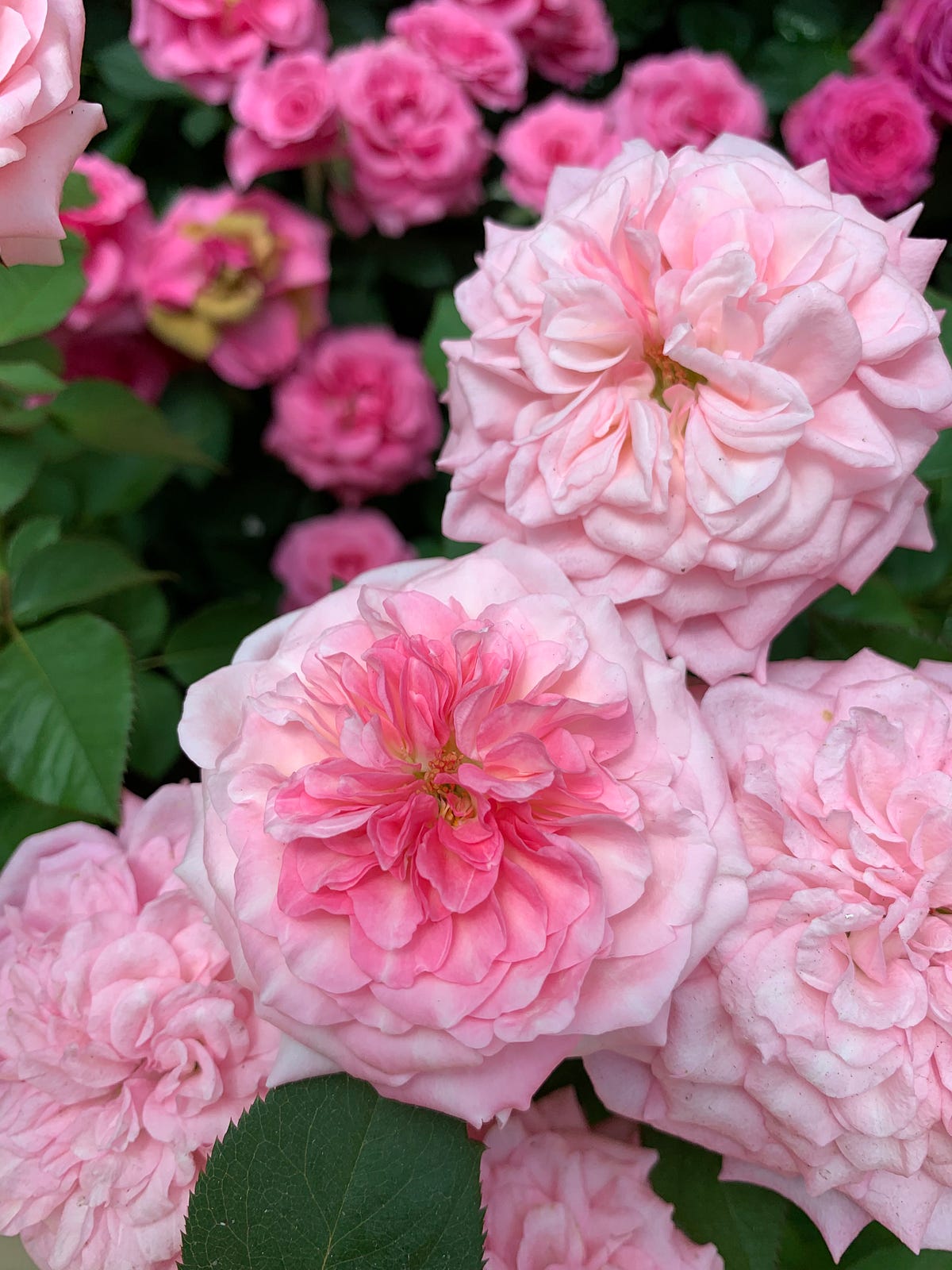 To The Rose Garden Again. The sweetest place in Singapore right… | by ...