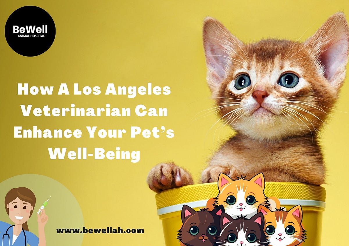 How A Los Angeles Veterinarian Can Enhance Your Pet’s Well-Being | by ...