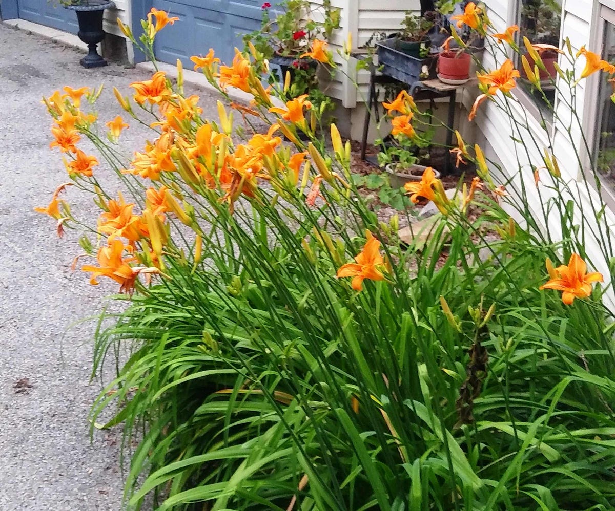 Midsummer Flowers. Outside our side door | by Derek J. Allison ...