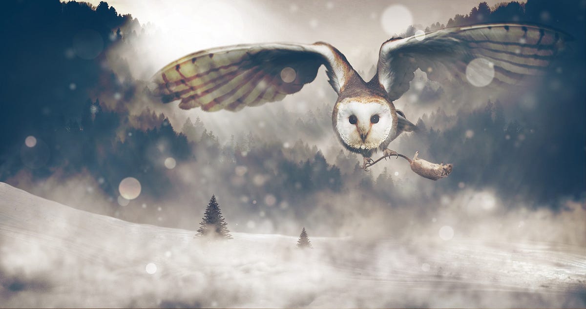 Animals Survival Haiku. Living in the wild must be wild | by Pierre ...