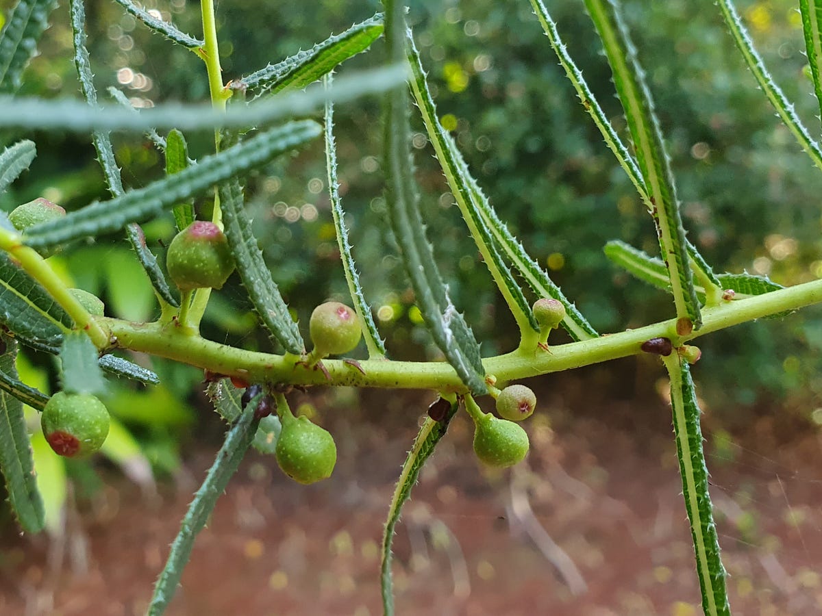 Giving a Fig. The complicated relationship between… | by Bronwen Scott | Medium