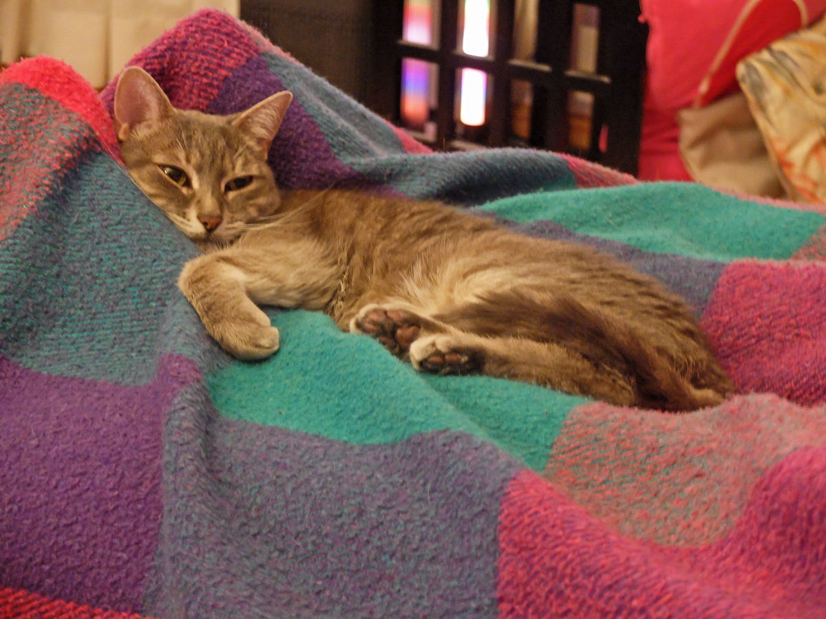 Caturday with Shadow - Catness - Medium