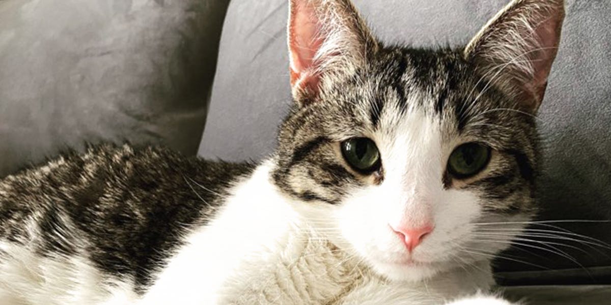 For I will consider Andrea Ramsey’s Cat Jeoffry | by MusicSpoke | Medium