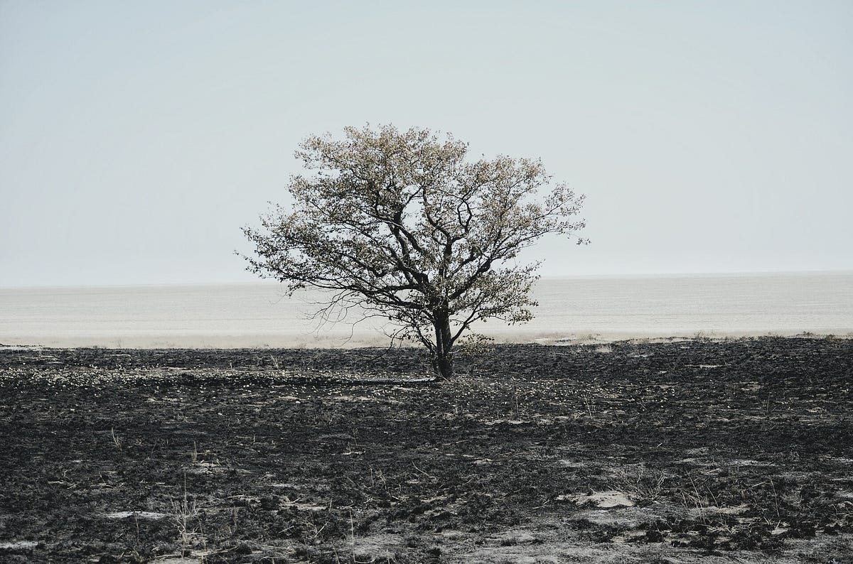 These Barren Fields. These barren fields, Wolf-grey coats of… | by ...