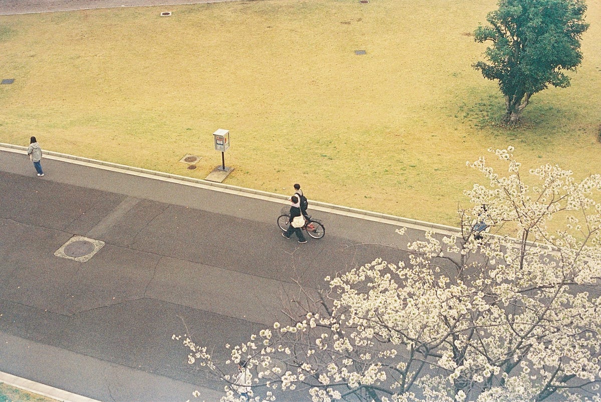 Sakura in April: The Flower That Has Captured Japanese Hearts for Over ...