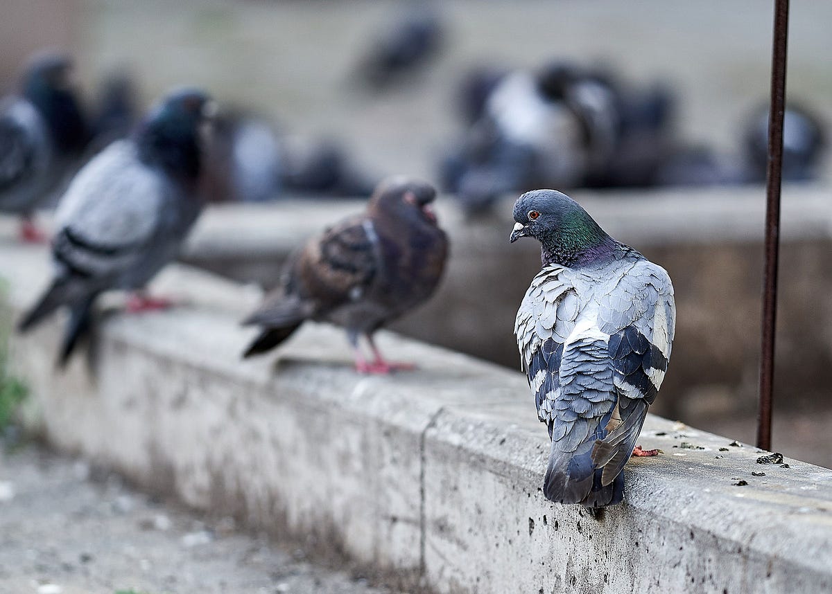 What the Pigeons Can Teach Us: Five Best Ideas of the Day — September ...