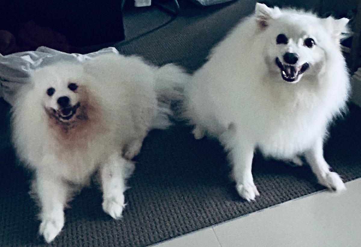 About Me. Who I am? And why I write. | by Hashan & Snowy | Write A Catalyst | Jul, 2024 | Medium