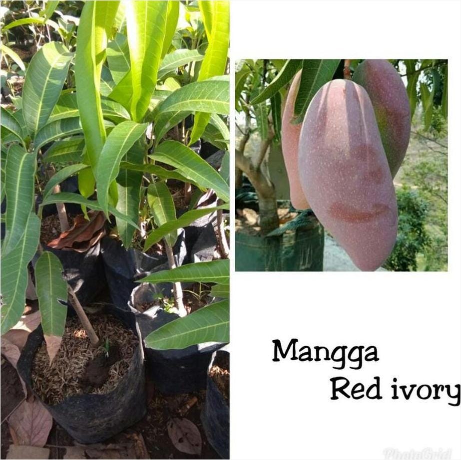 Bibit Mangga Red Ivory Semarang Berkualitas | by Ratihmelani | Medium