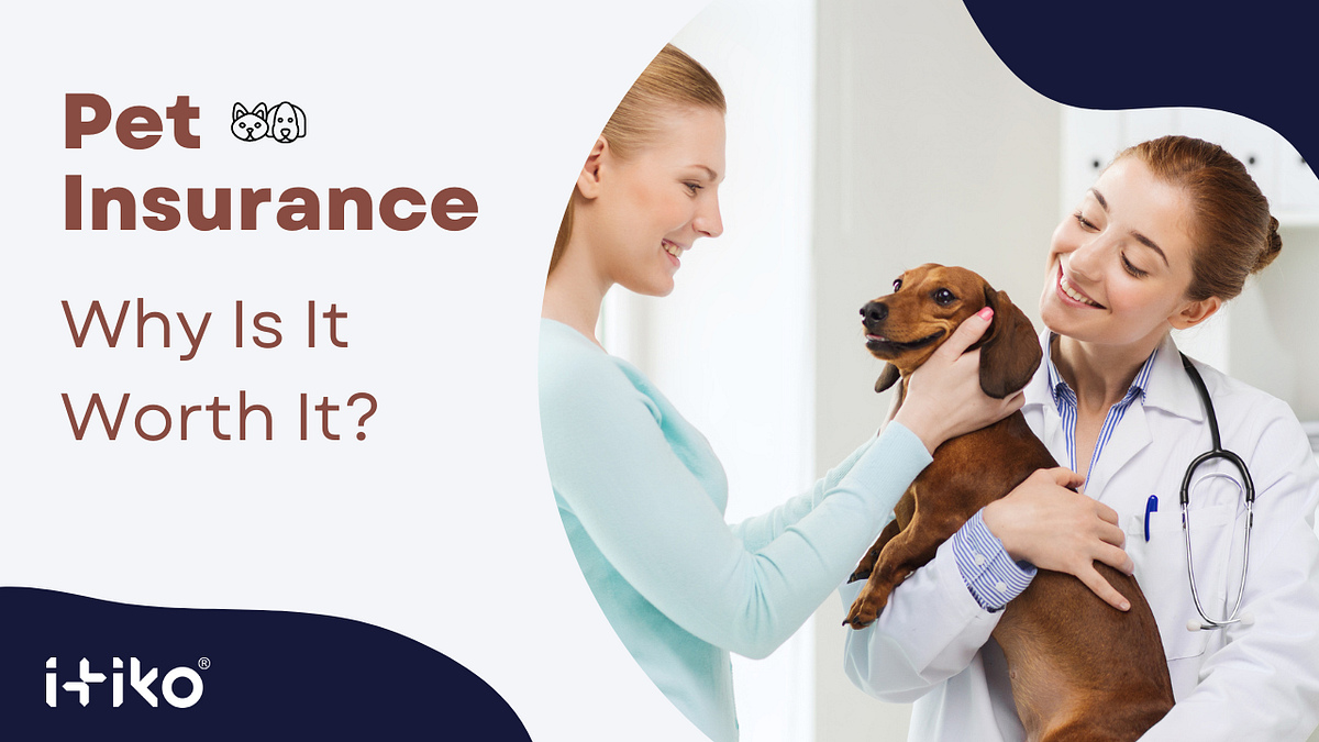 Pet Insurance: Why is it worth it? | by Itiko - Delightful Nutrition ...
