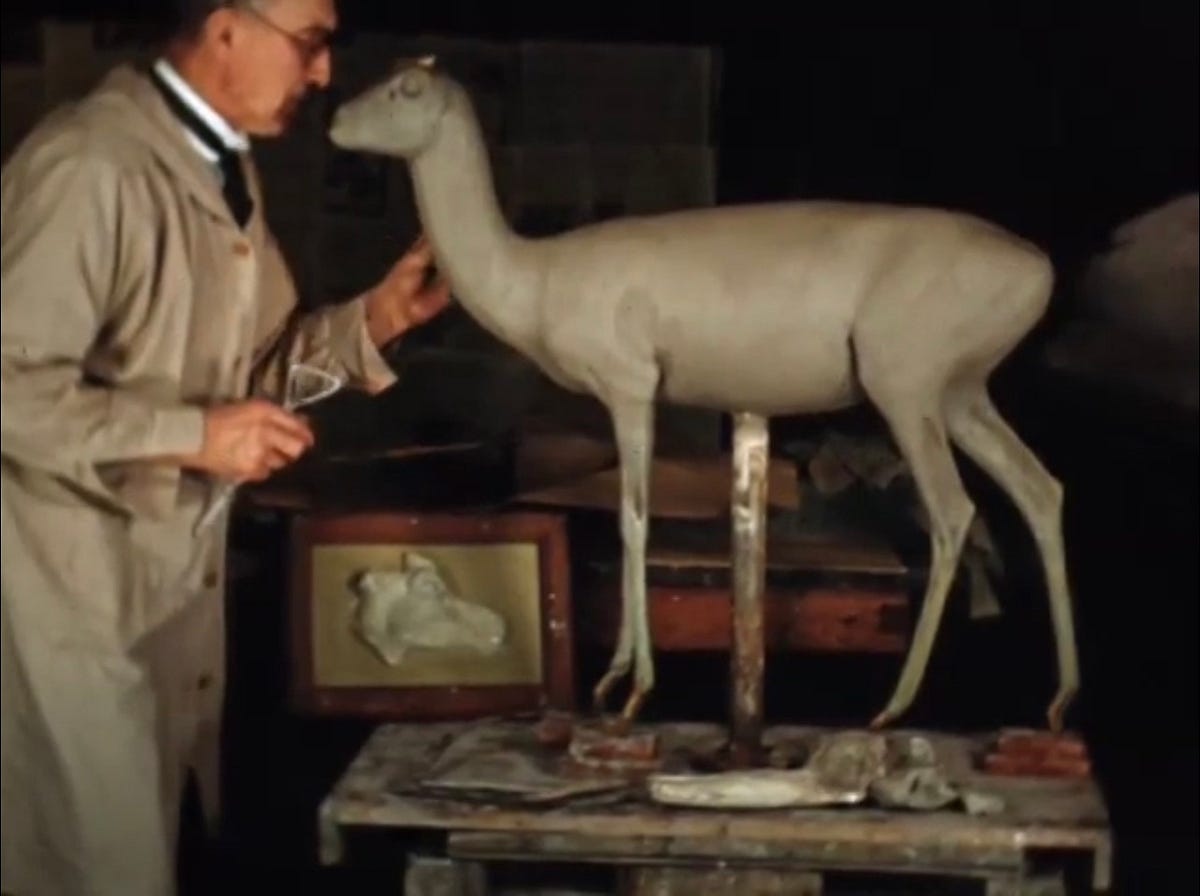 The History of Taxidermy. Beginning in the late 1700s, just after… | by ...
