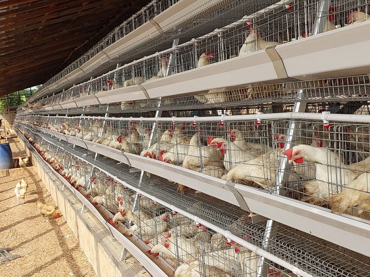 Unlocking Success: Embracing Innovation in Poultry Farming | by LIVI ...