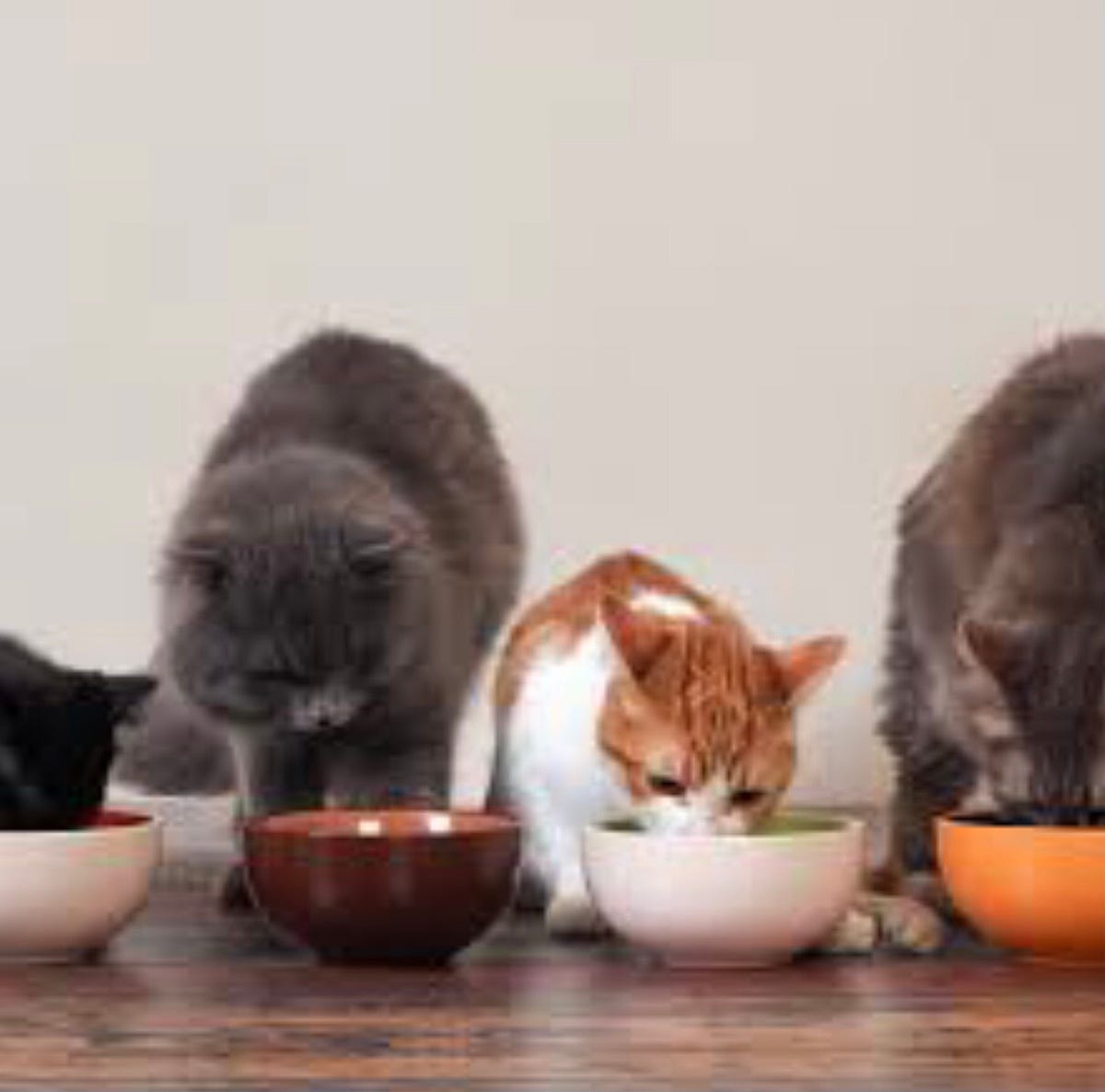The best food for domestic cats typically depends on their individual ...