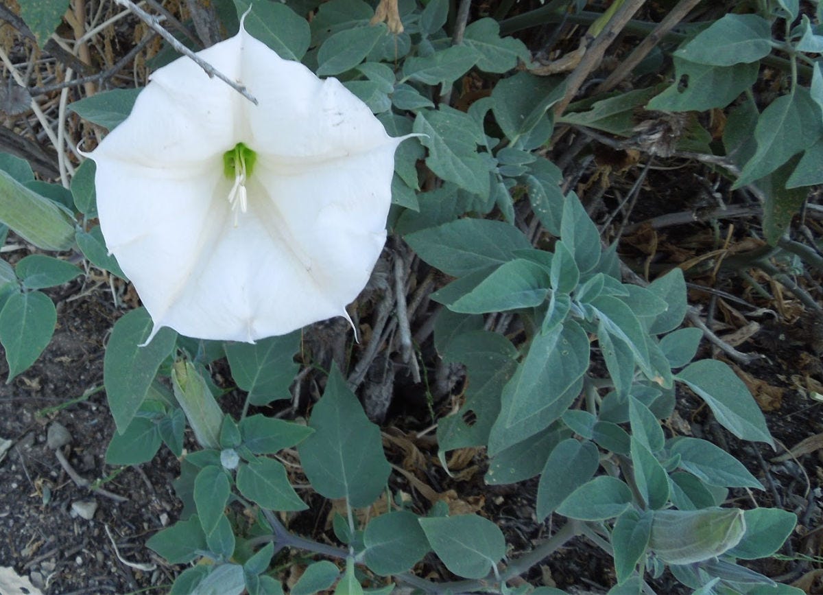 Jimson Weed Smoke