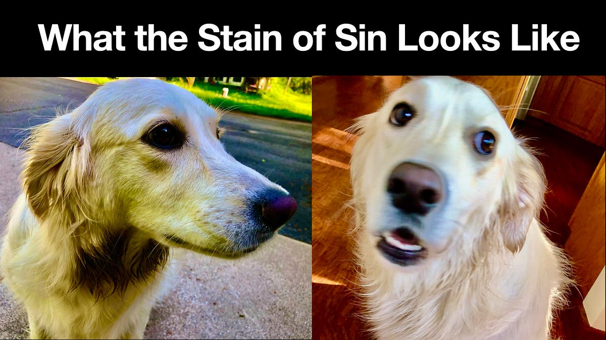The Parable of Our White Dog Who Played in The Muck | by Joseph Serwach ...