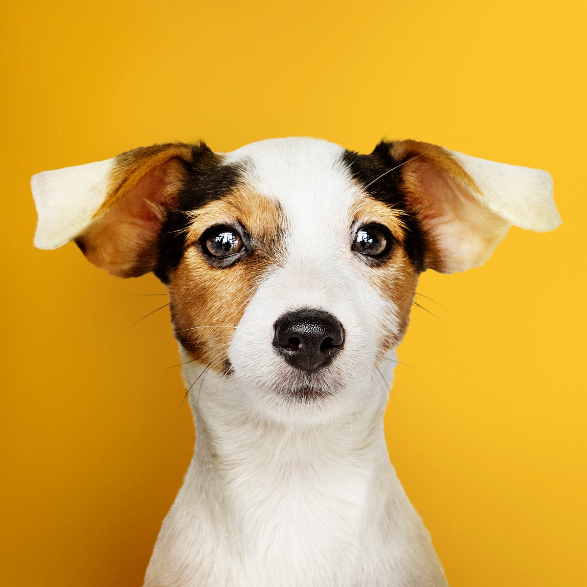 What Would Happen If There Were No Dogs? | by Nikki Waterson | Pets and ...