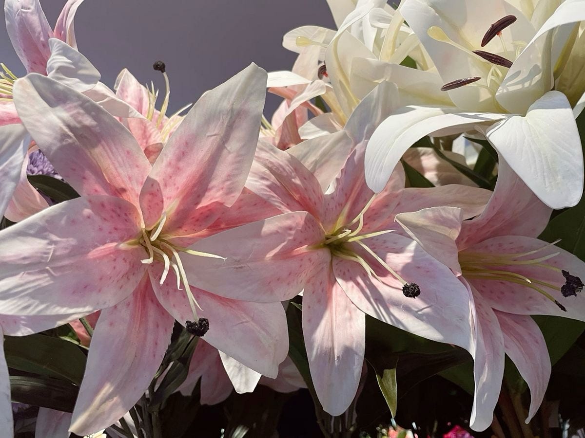 Withered flowers bloom again - nala - Medium
