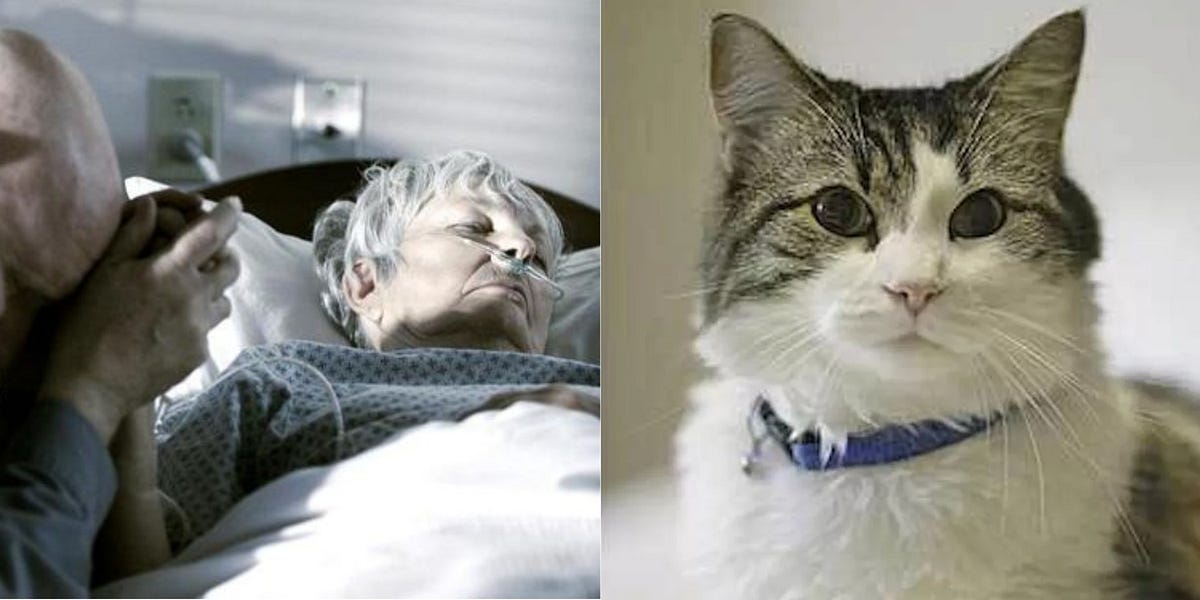The Curious Case of Oscar — The Cat Who Could Predict Death | Short History