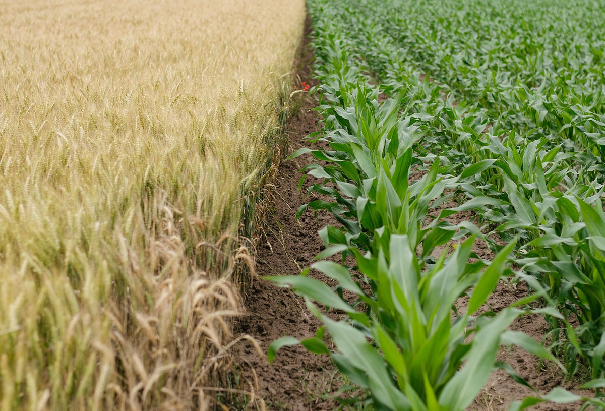 How Small Farms Can (Sustainably) Feed The Future | by Lou Chalmer ...