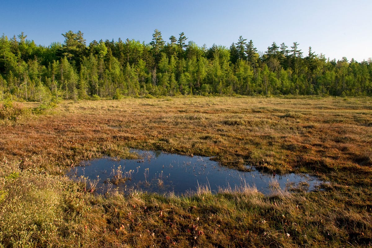 We might be mosses. Kettle bog | by Isabella Armour | Botany Thoughts ...