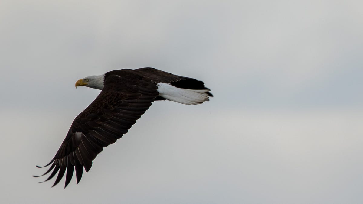 Pender Island: Wildlife Photography Snapshot & Three Poems | by Alia ...