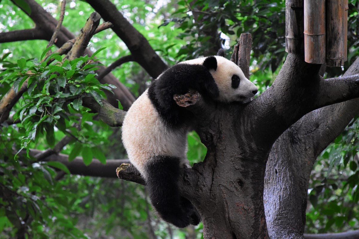 Deep Dive Into Pandas Copy On Write Mode — Part Iii By Patrick Hoefler Towards Data Science