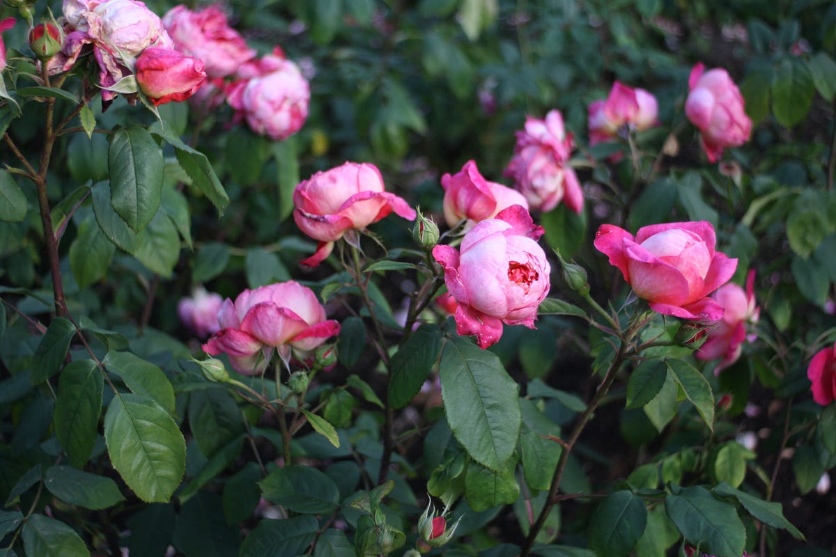 A budding market? Here’s why sales of flowers are shooting up | by ...