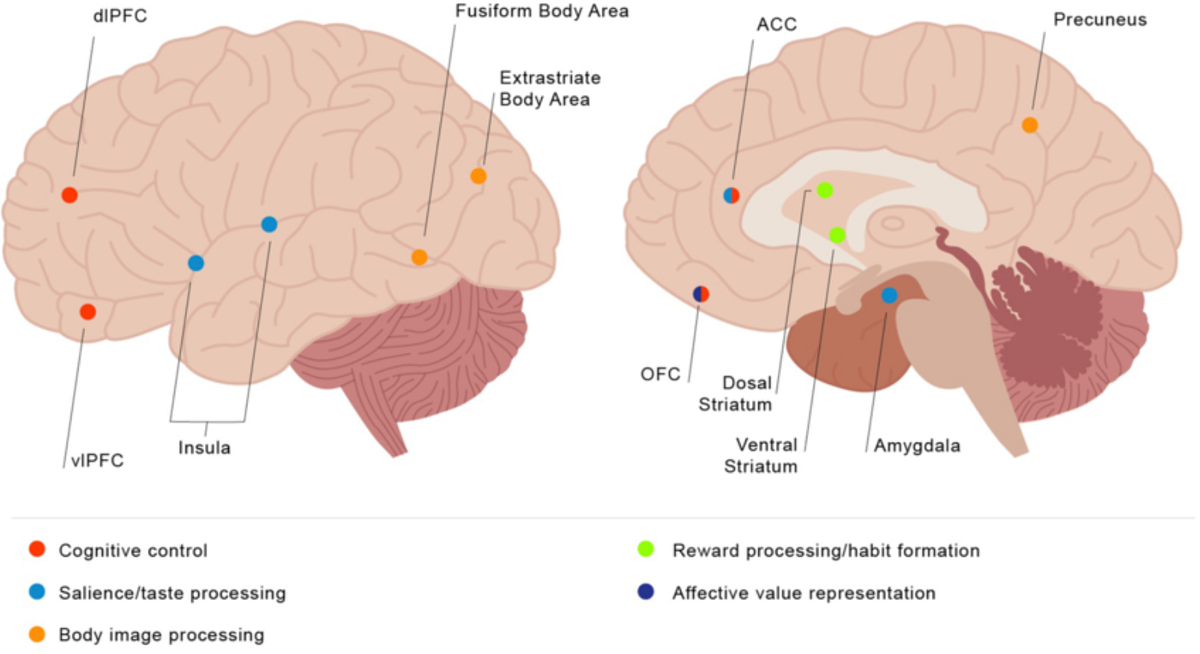 Binge Eating: When My Brain’s Reward System Backfired | by Roxanne Wang ...