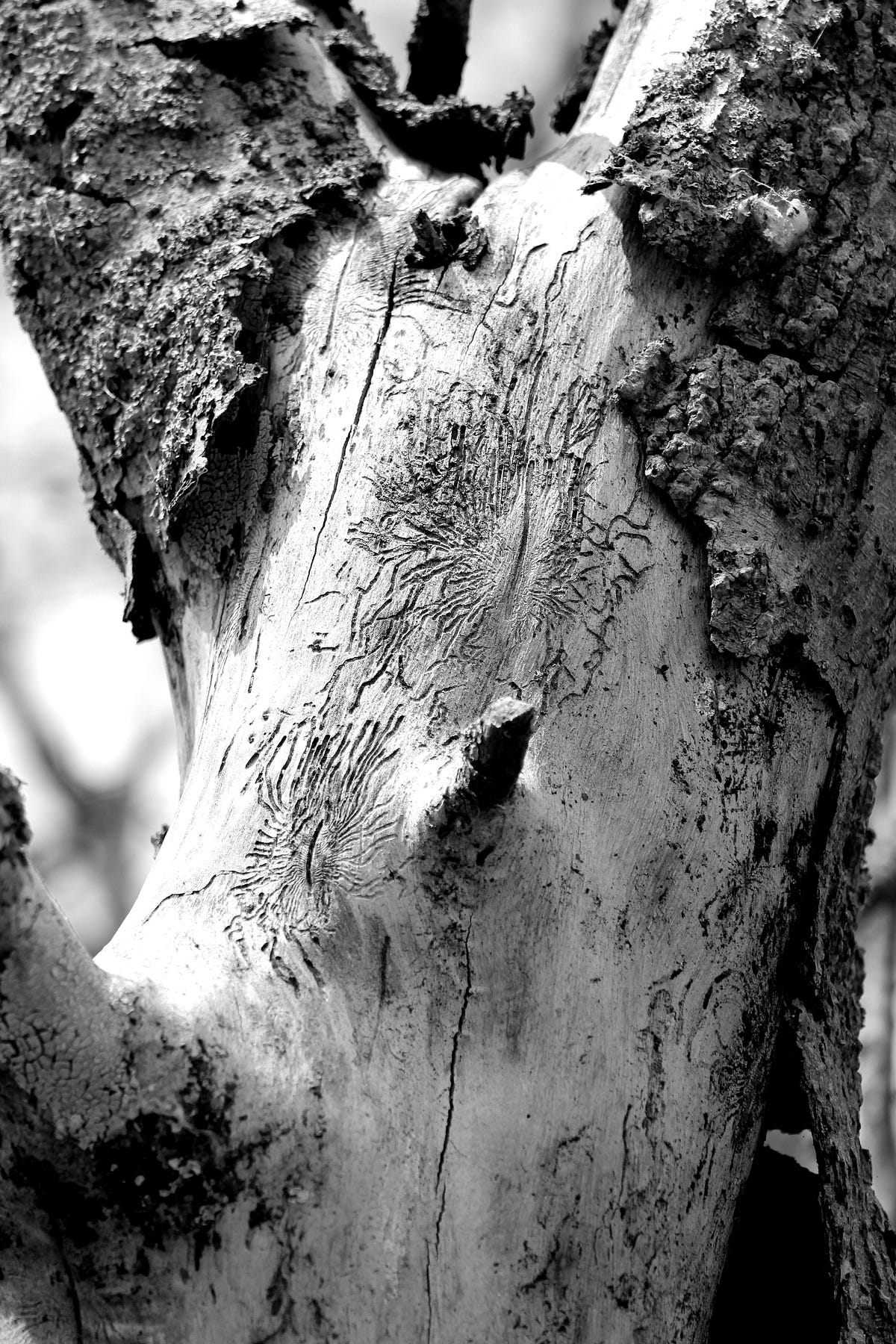 The delicate beauty of decay. Everything in the universe is… | by ...