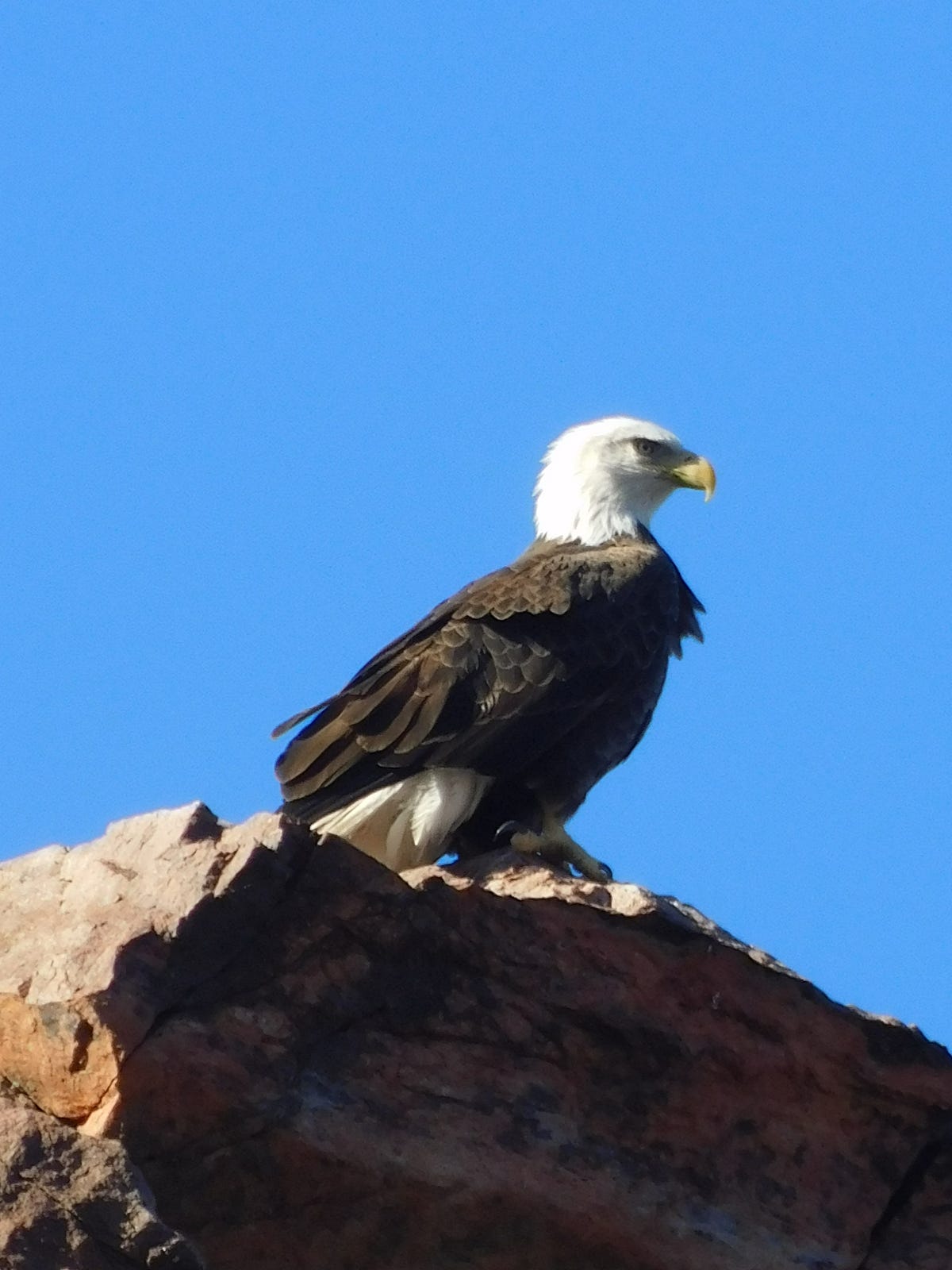 The Return of Bald Eagles to Arizona | by Gary Every | Wildlife Trekker ...