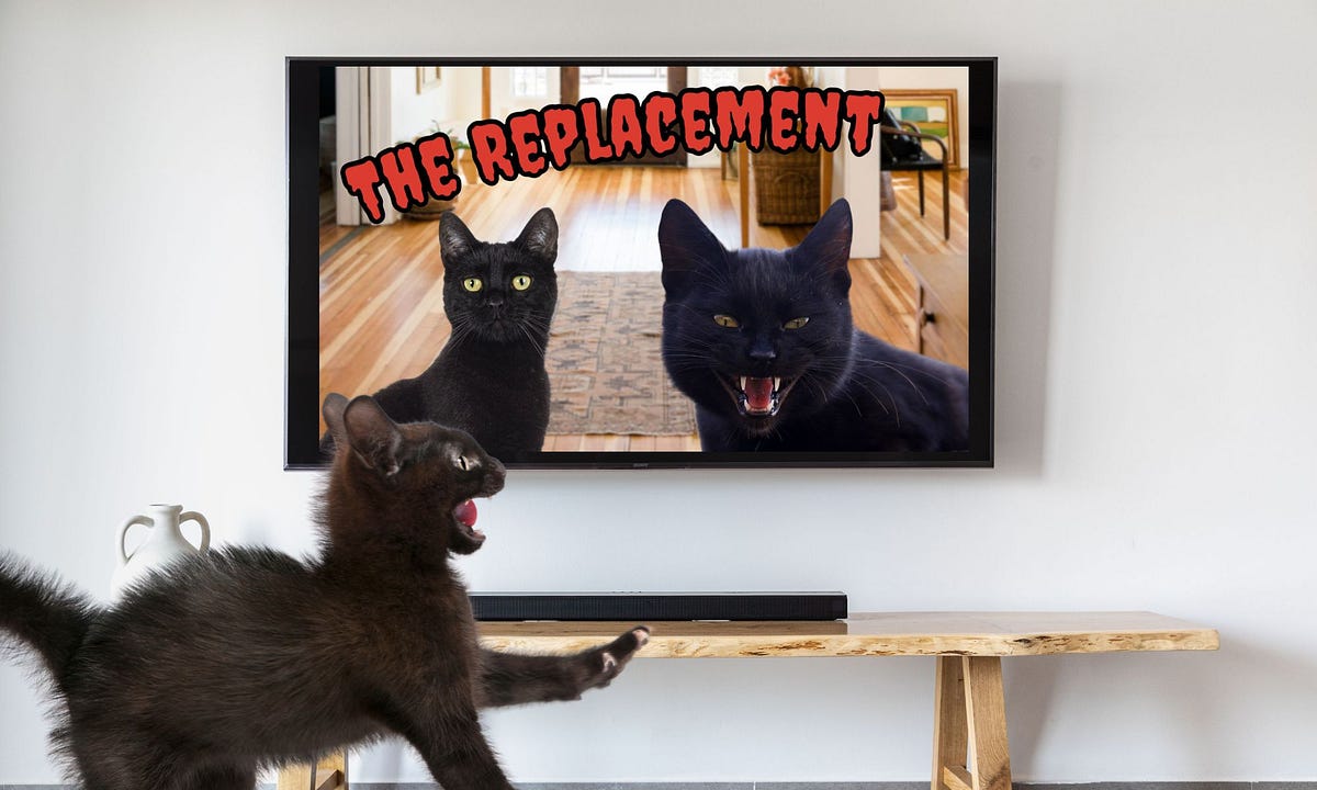 Scary Movies for Cats. Horror that will make their fur stand… | by ...