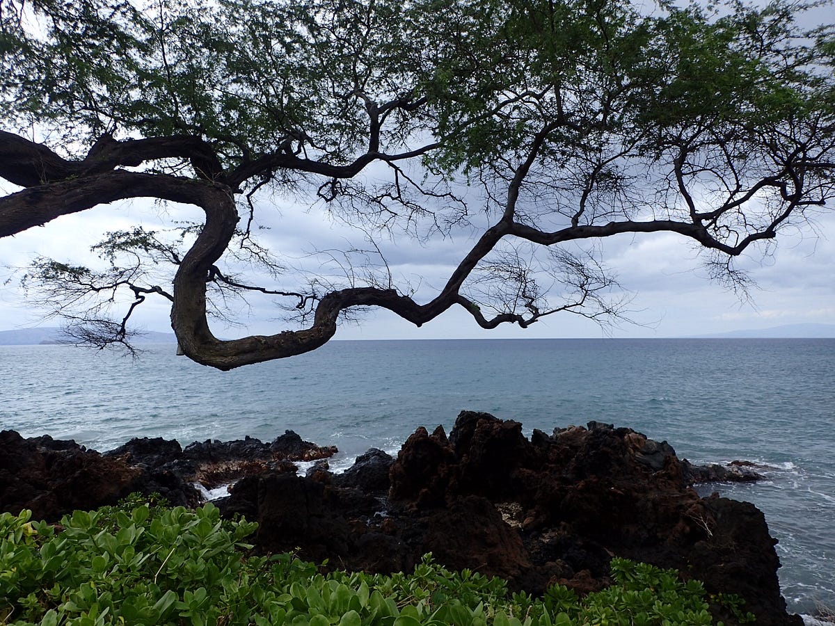 Branching Out. Straight paths are boring | by Francine Fallara ...
