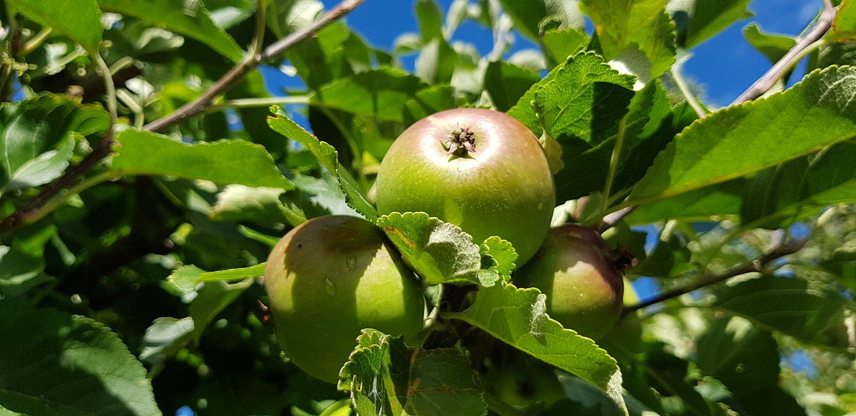 Apples. Forbidden fruit or not? | by Ella Read | Strength By The Sea ...