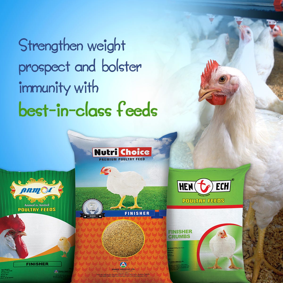 3 Types of Vaccines Used in Disease Management in Poultry Farms | by ...