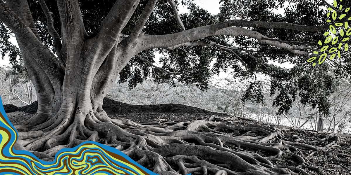 Ancestor Trees. My first tree memory is not my own. It… | by Amber ...