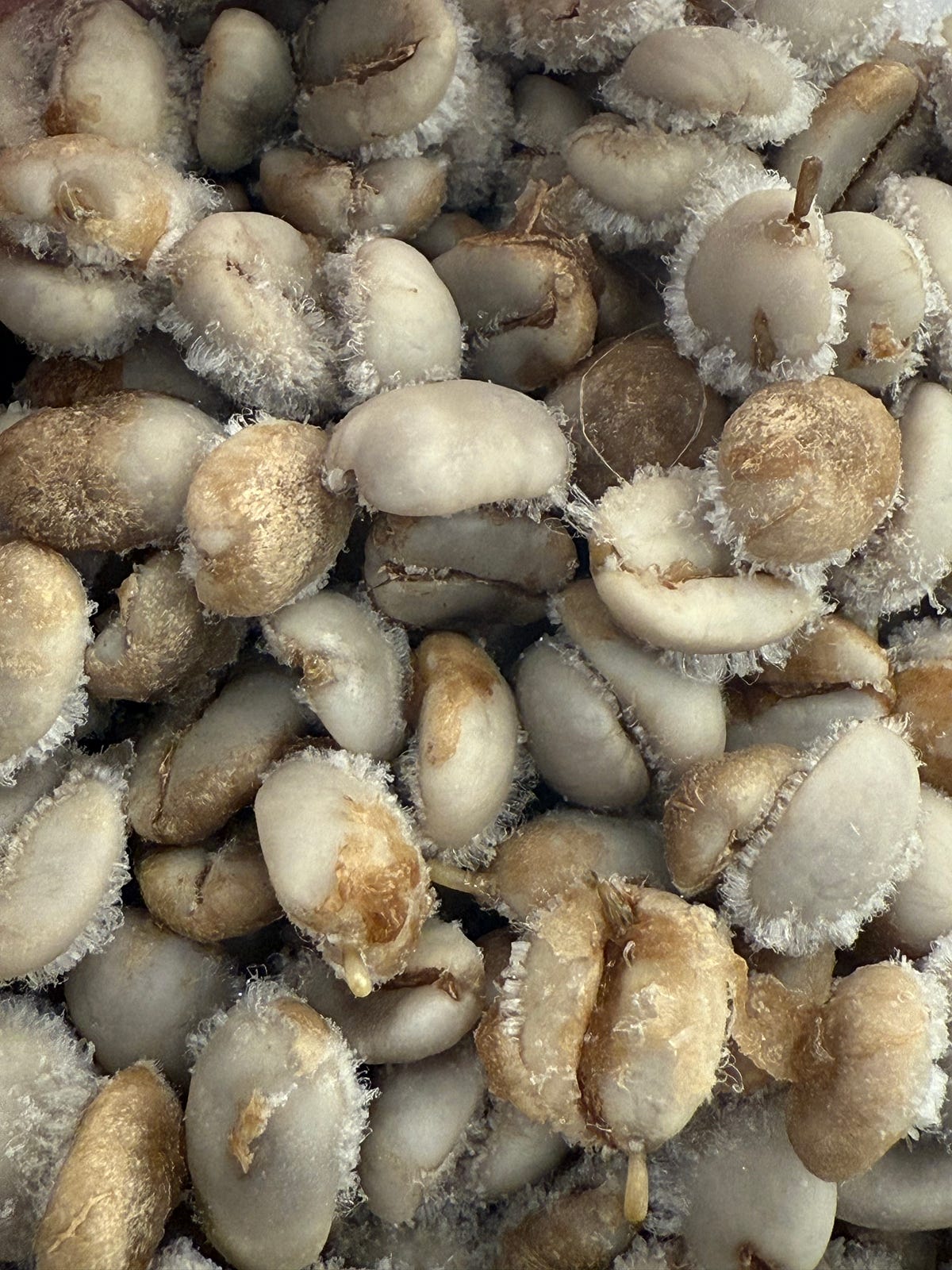 Water Soak then Freeze Coffee before Roasting | by Robert McKeon Aloe ...