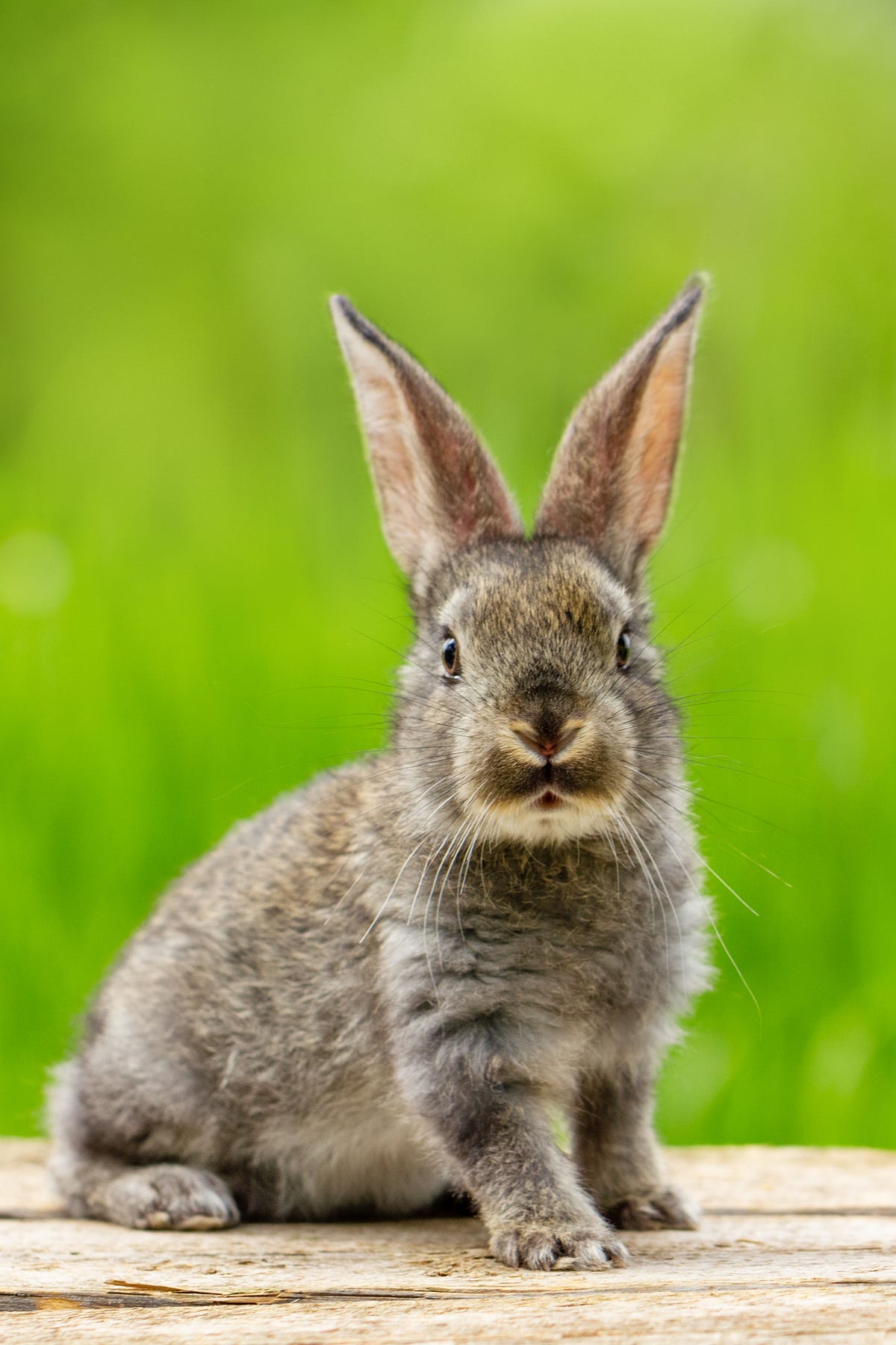 bbThe Fascinating World of Rabbits | by Darwaish Khan | Oct, 2024 | Medium