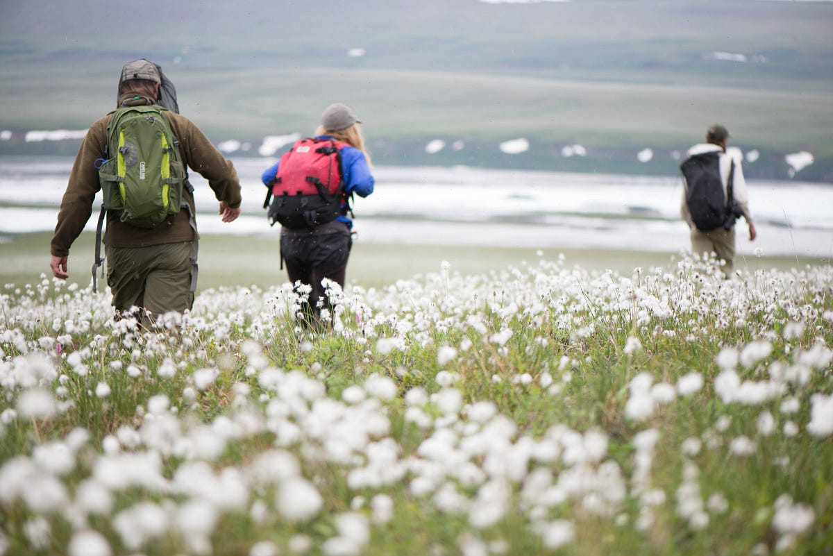 Walking in high cotton. Walking in the arctic is hard. Walking… | by ...