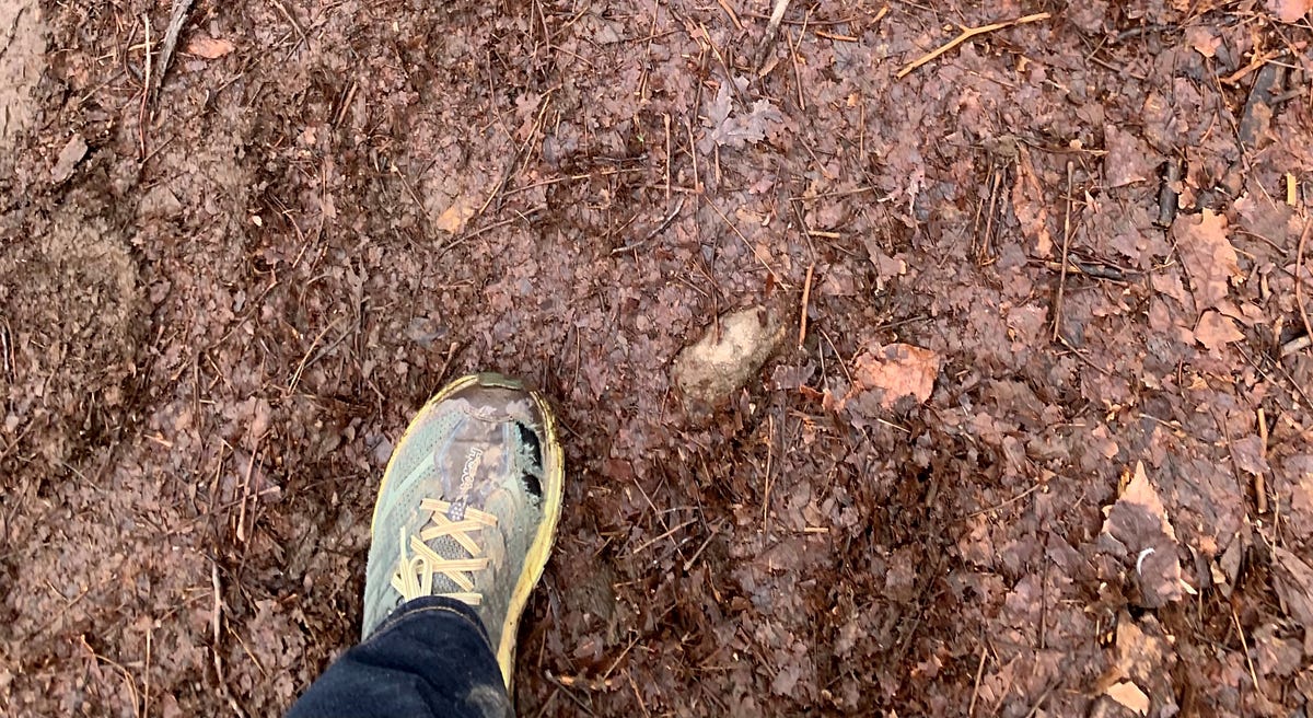 Walking into Lent. The ground was squishy underfoot. Rain… | by Scott ...