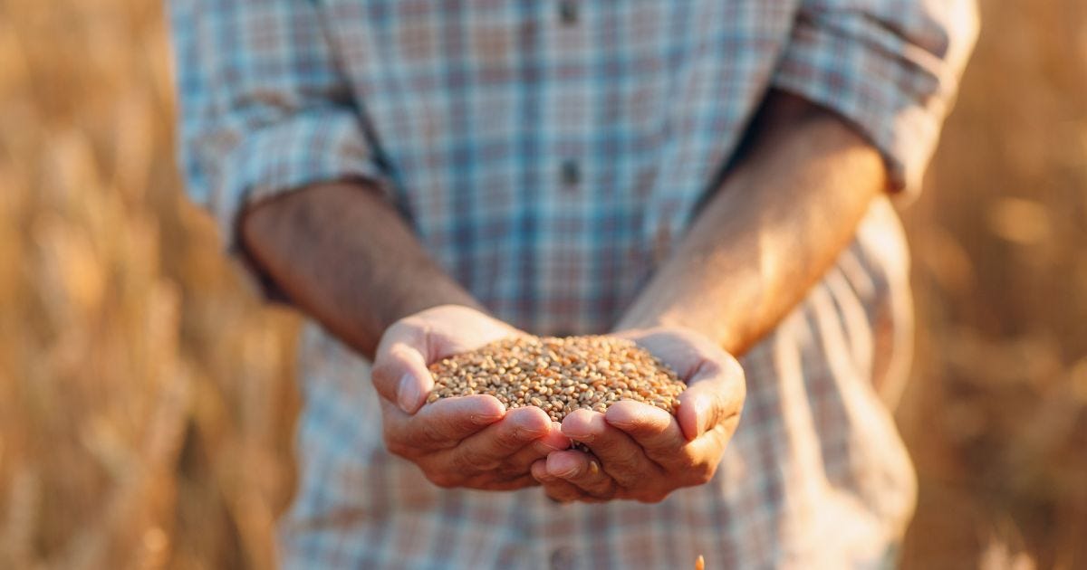 A Guide to Palm Tree Seedlings and Planting Success | Medium