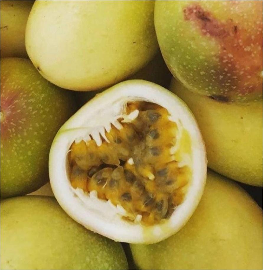 Bibit Markisa Tanaman Kuningpohon Buah Kuning Rambat Kota Surabaya Terunggul | by Pusat Bibit ...